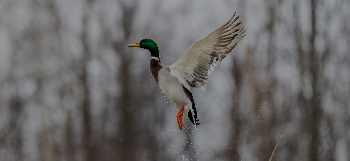 Duck Calls | Alpha Call Company